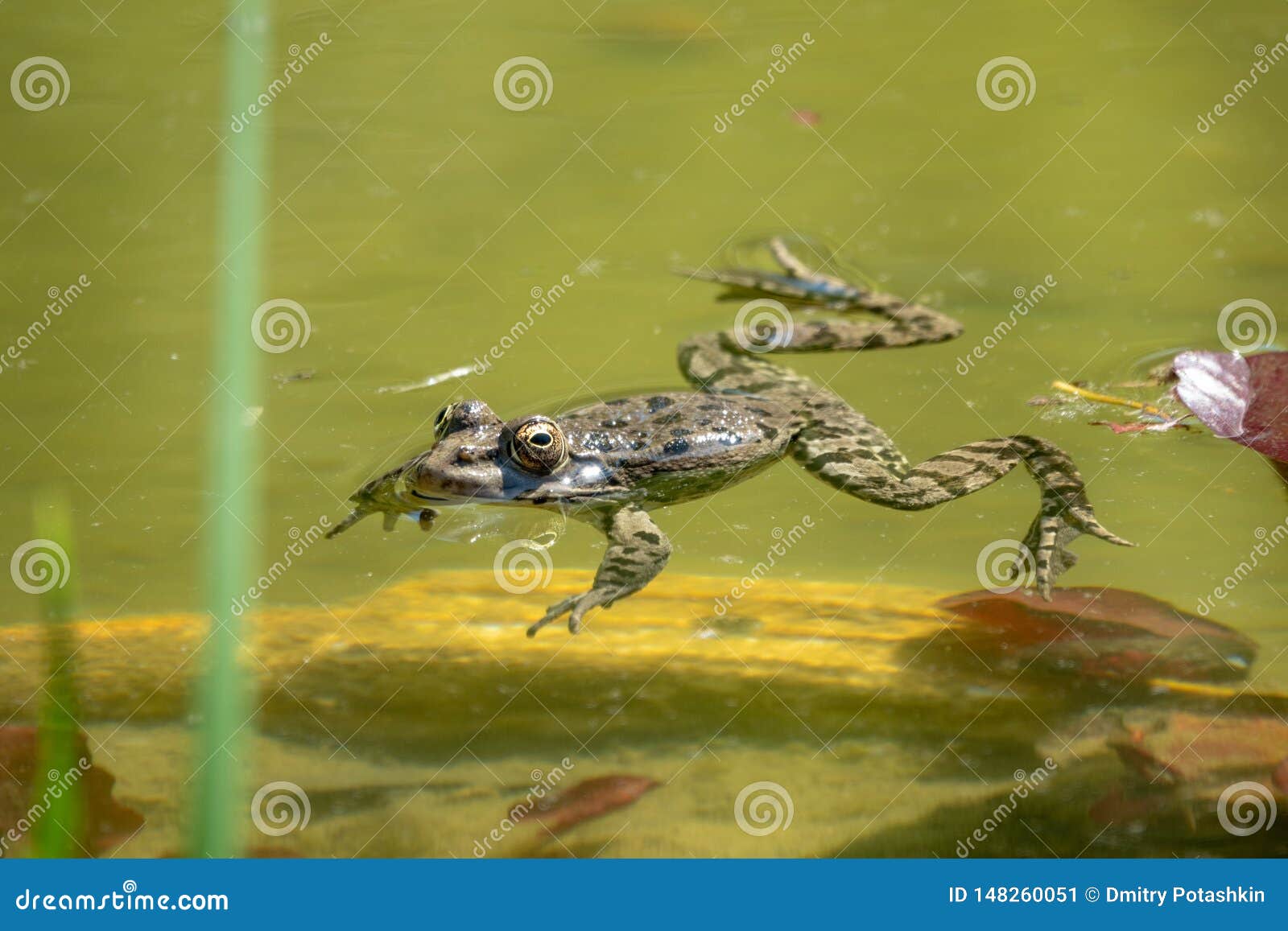 A Large Green Frog Swims in the Marsh Stock Image - Image of season ...
