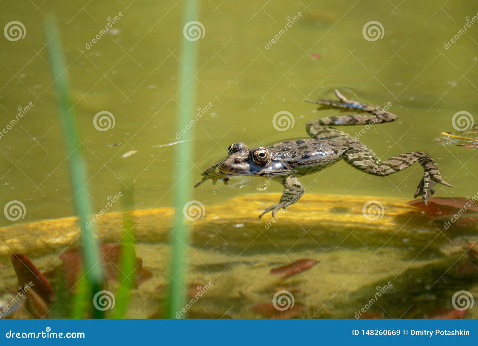 A Large Green Frog Swims in the Marsh Stock Image - Image of tongue ...