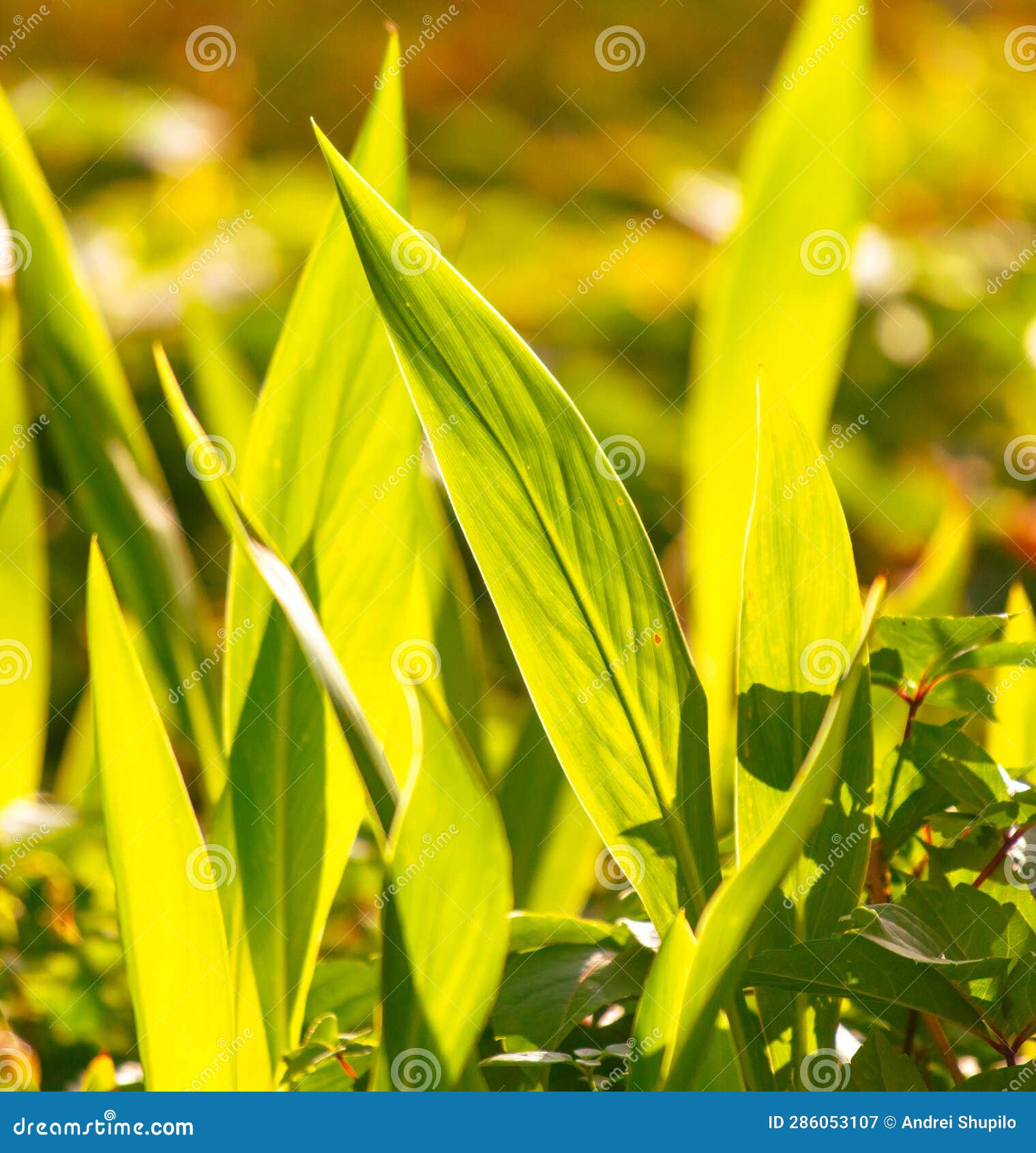 Large Green Grass Leaves in the Park. Stock Image - Image of outdoor ...