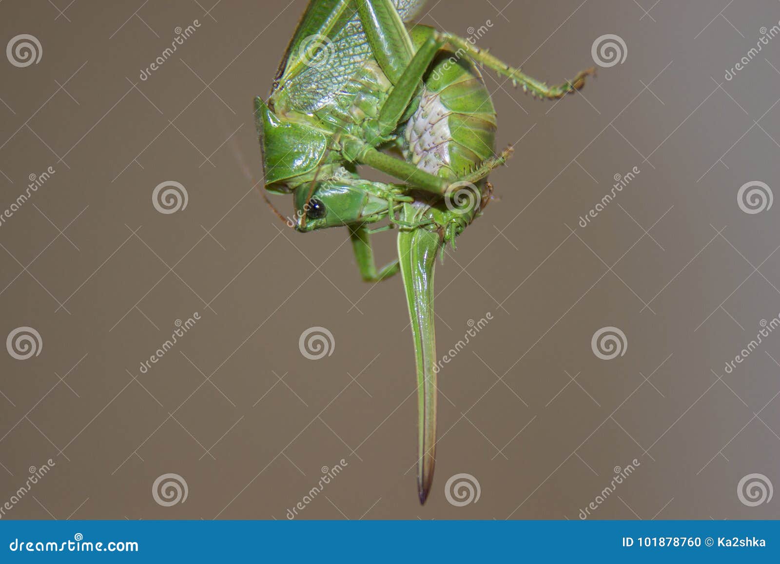 Large Green Grasshopper or Locust with Sting or Tail. Stock Photo ...
