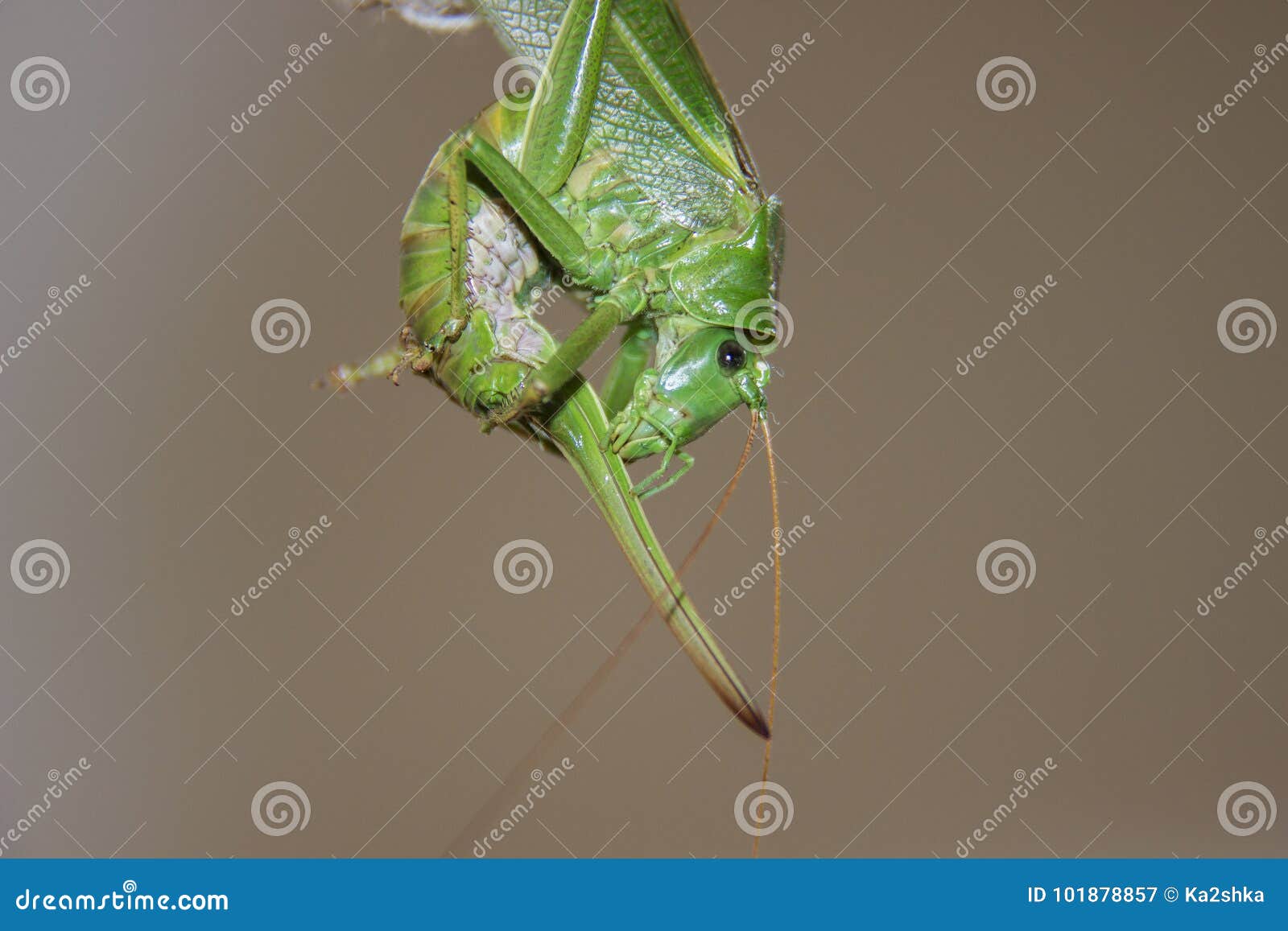 Large Green Grasshopper or Locust with Sting or Tail. Stock Image ...