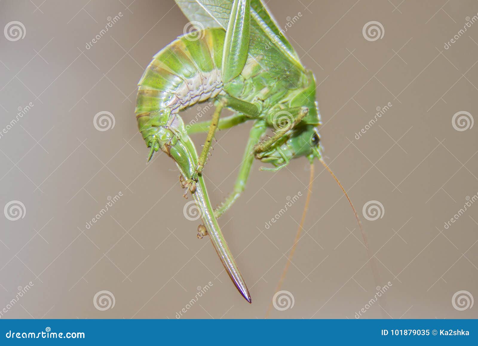 Large Green Grasshopper or Locust with Sting or Tail. Stock Image ...