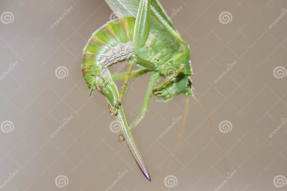 Large Green Grasshopper or Locust with Sting or Tail. Stock Image ...