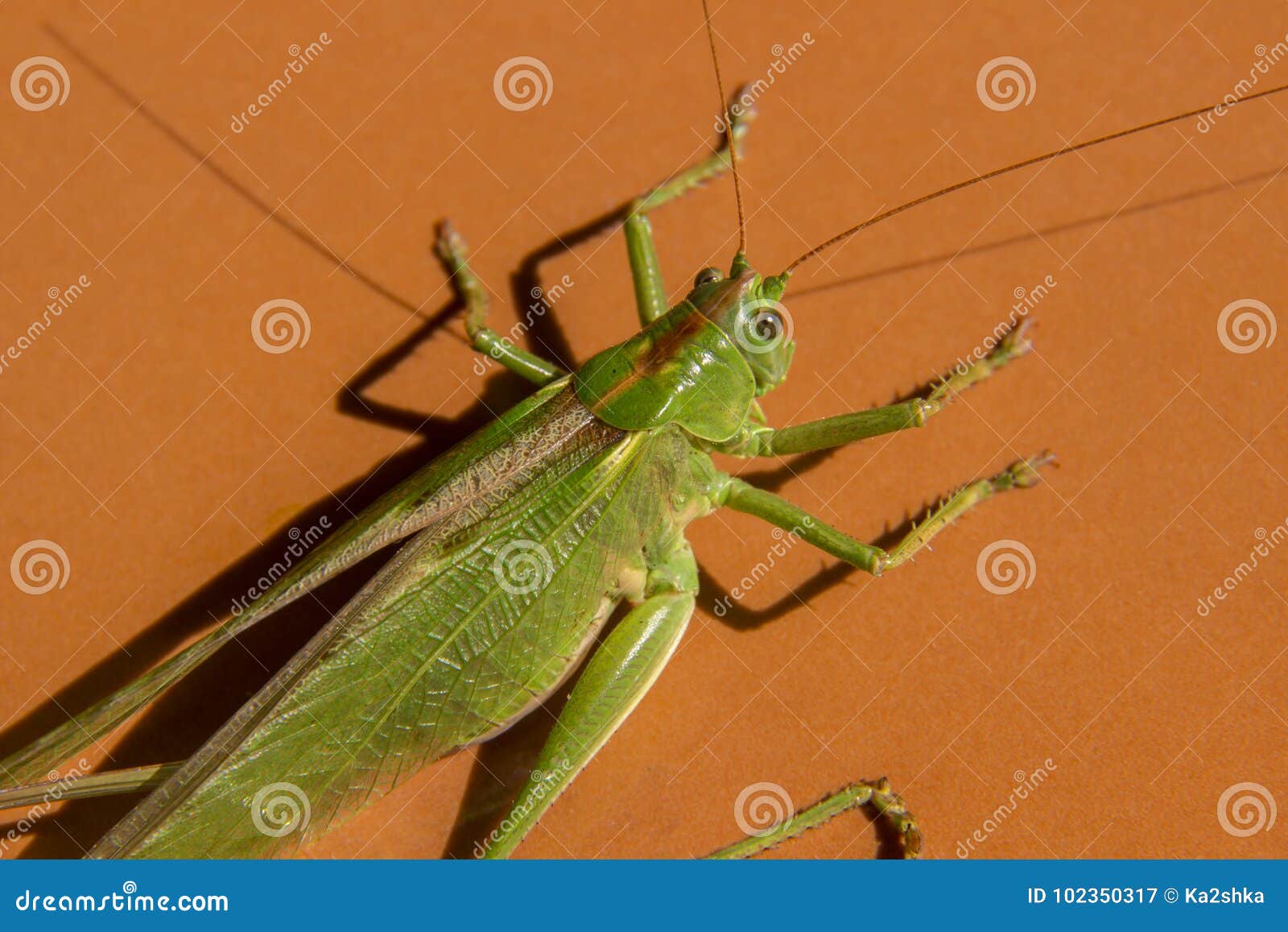 Large Green Grasshopper or Locust with Sting or Tail. Stock Image ...