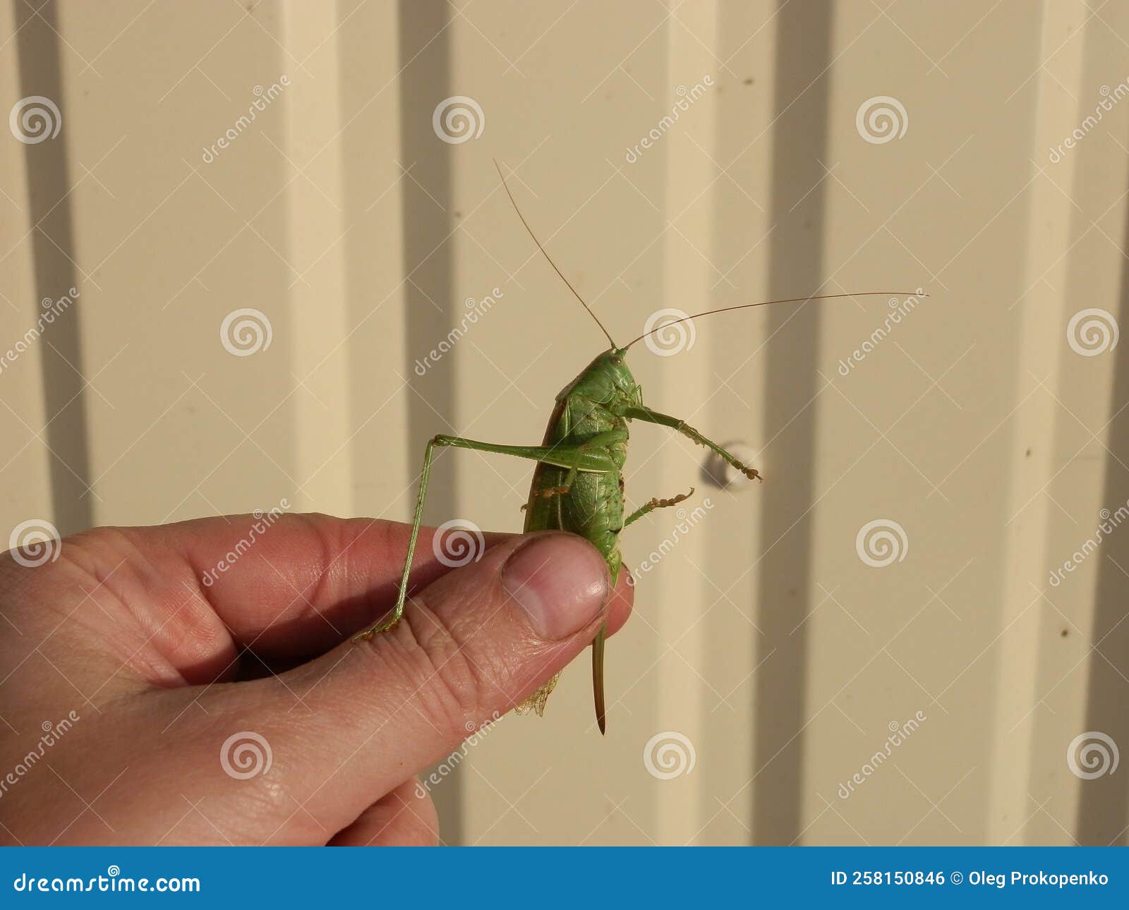 Large Green Grasshopper Praying Mantis Stock Photo - Image of green ...