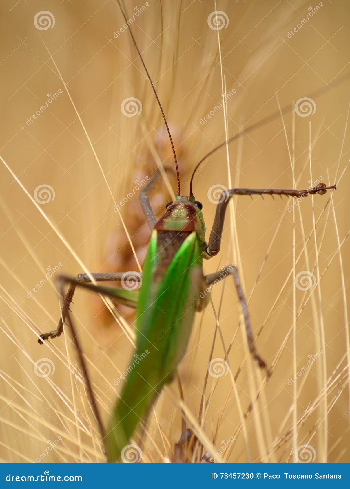 Large green grasshopper stock photo. Image of arthropods - 73457230
