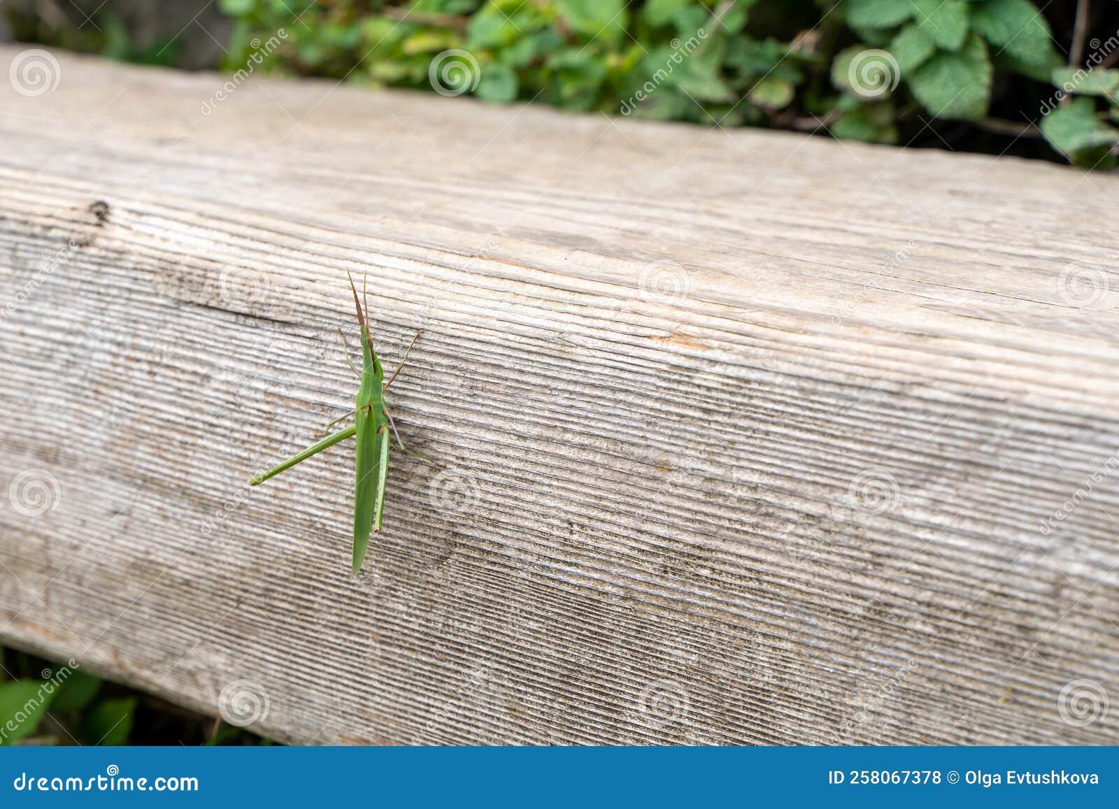 A Large Green Grasshopper on a Wooden Board Stock Photo - Image of ...