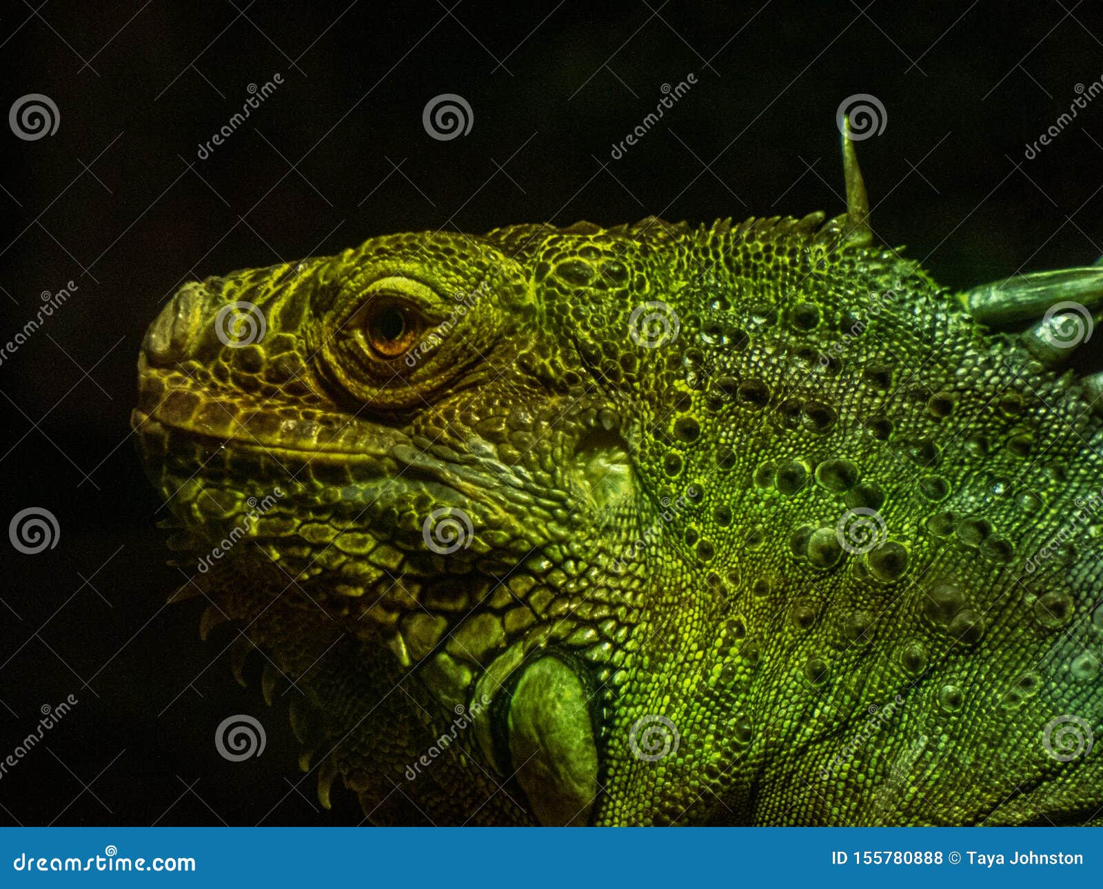 Large Green Iguana with Shadows on Its Skin Stock Photo - Image of ...