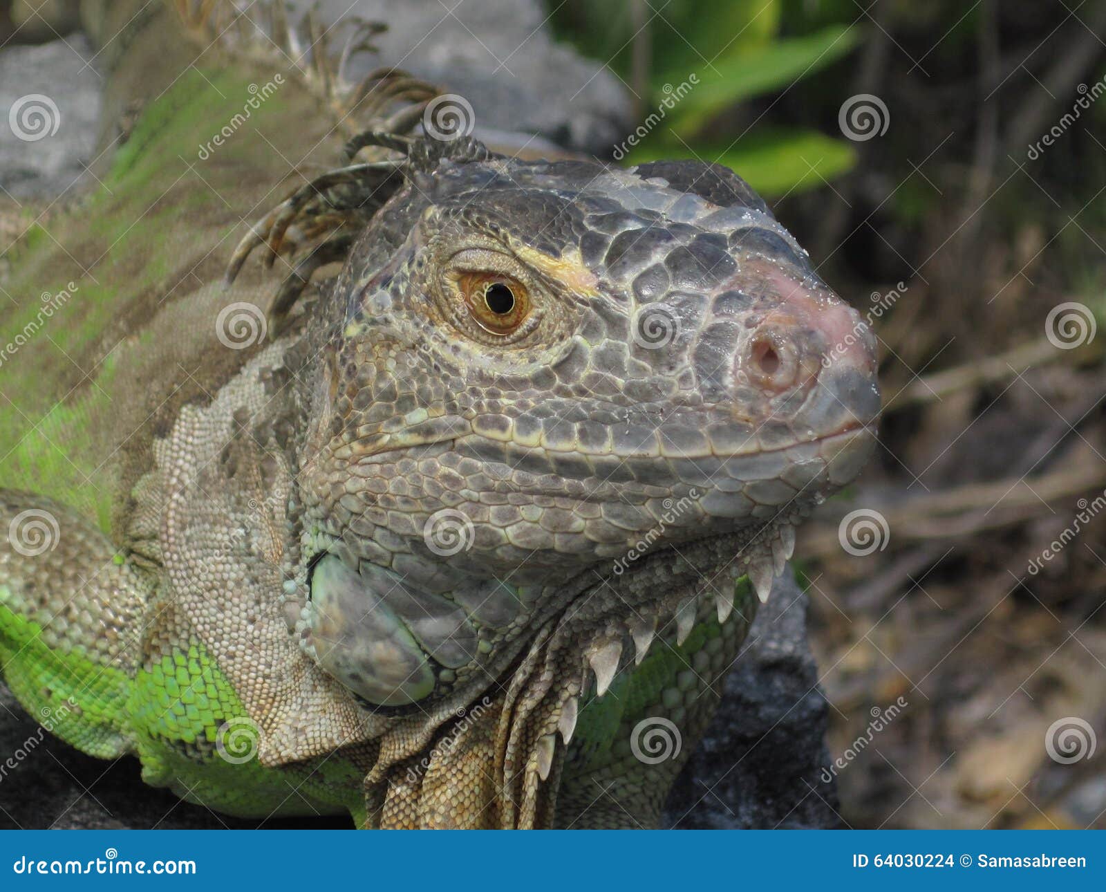 Large green iguana stock photo. Image of iguana, forest - 64030224