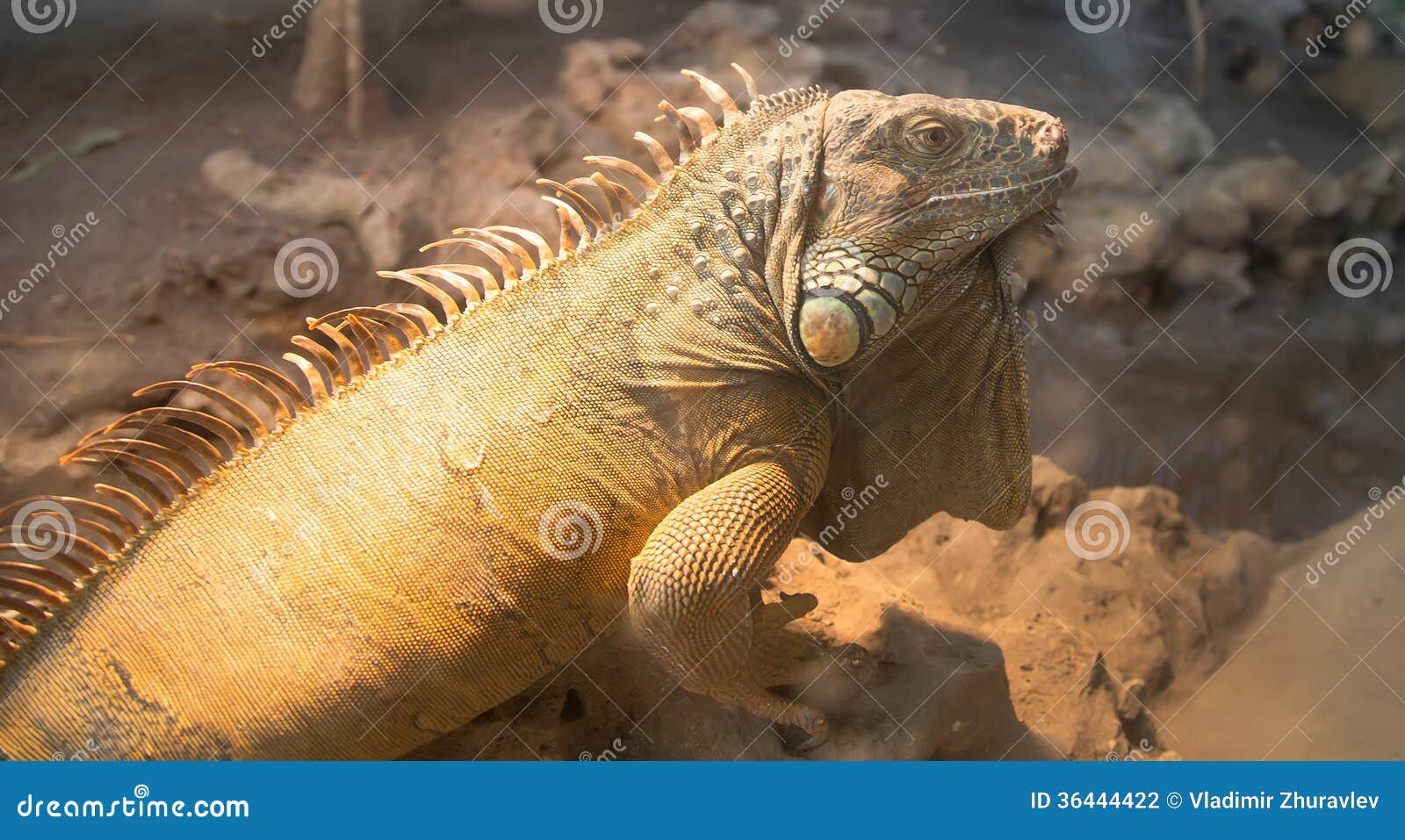 Large green iguana stock photo. Image of lizard, iguana - 36444422