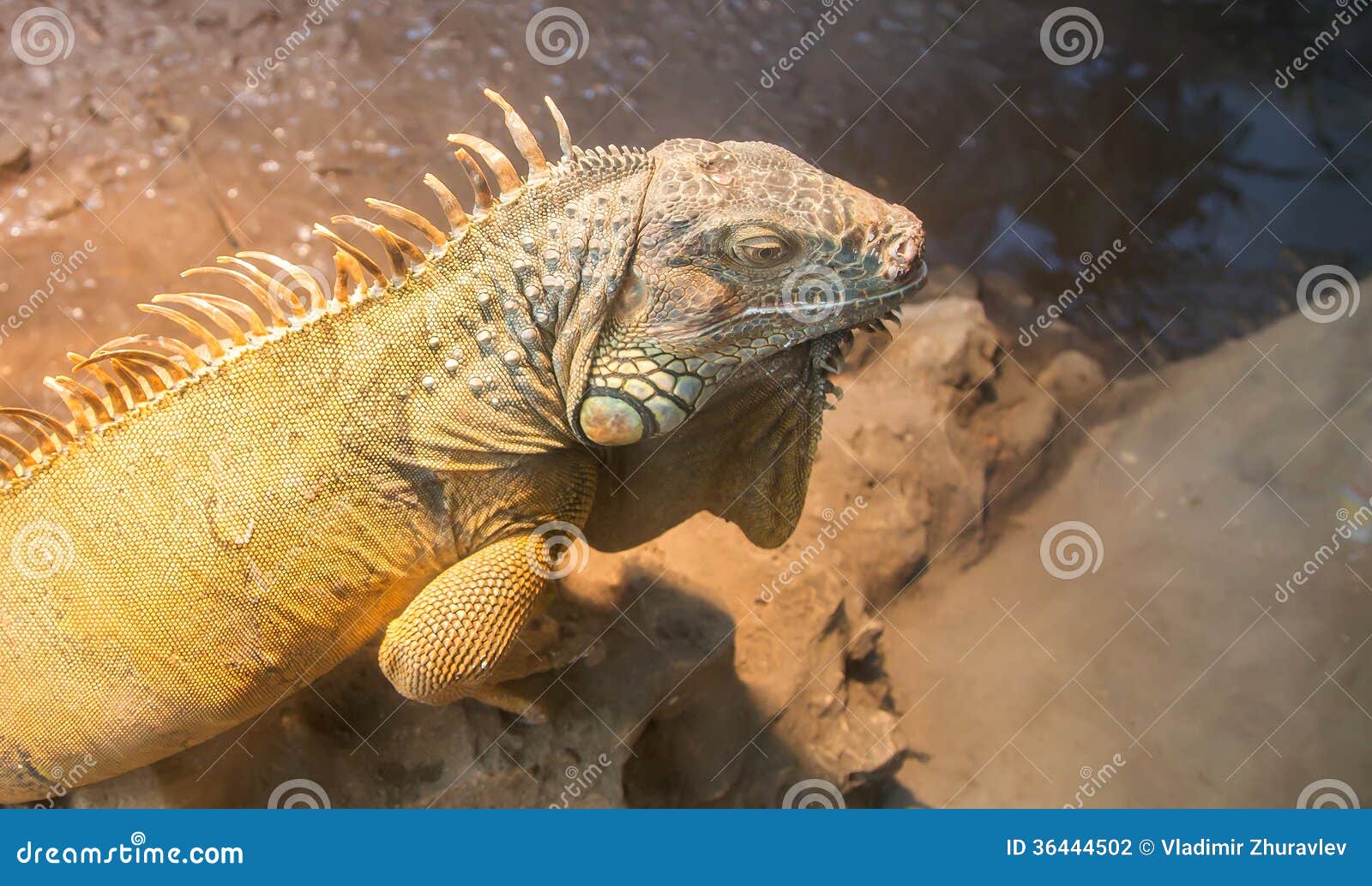 Large green iguana stock photo. Image of wildlife, pets - 36444502