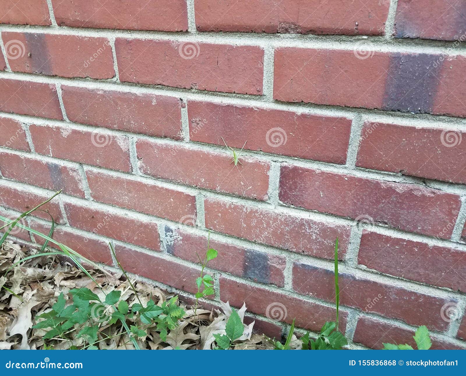Large Green Insect on Red Brick Masonry Wall Stock Photo - Image of ...