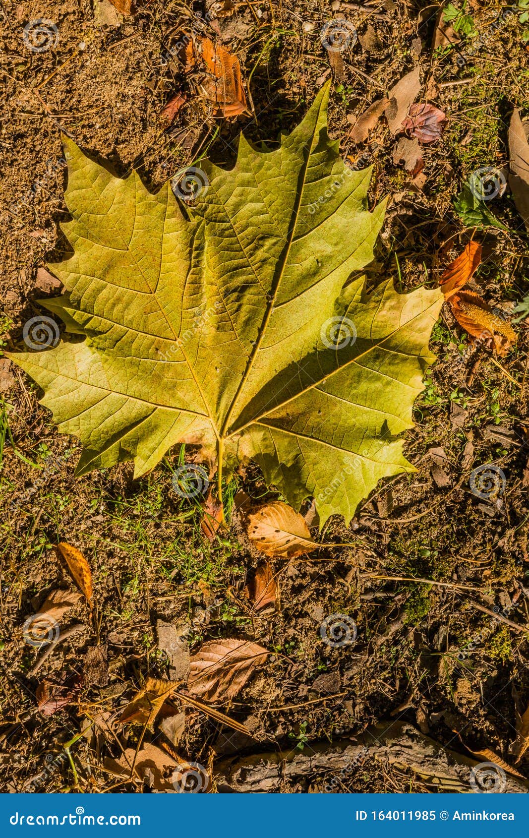 Large green leaf on ground stock image. Image of november - 164011985