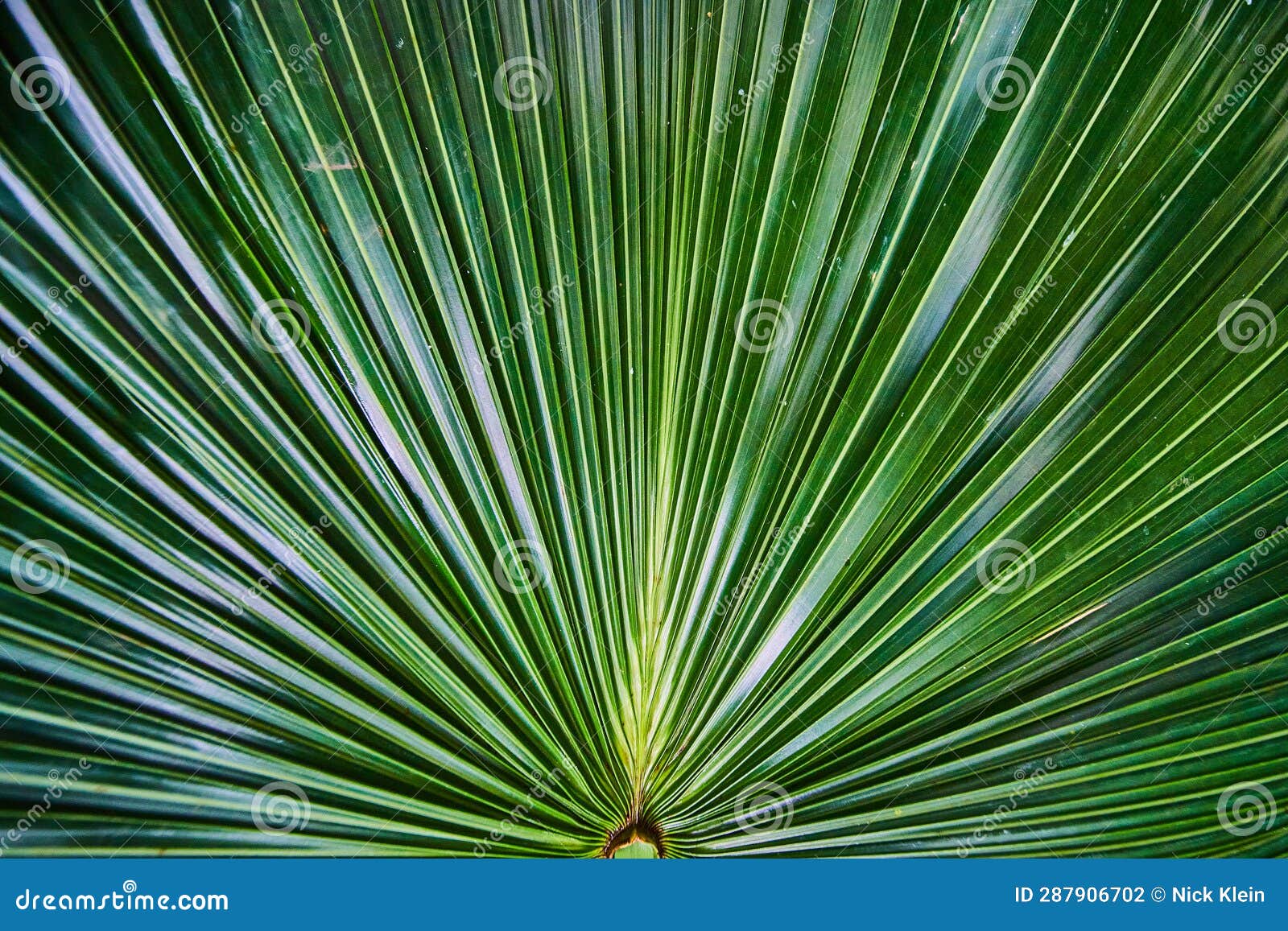 Large Green Leaf Shaped Like a Fan Background Asset Stock Photo - Image ...