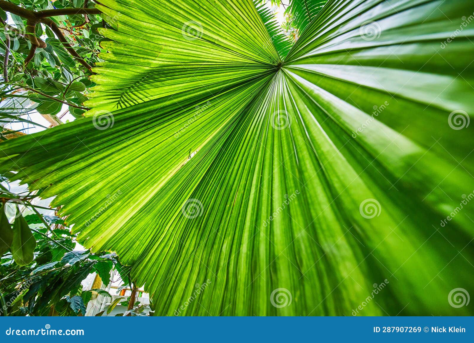 Large Green Leaf Shaped Like a Fan Stock Image - Image of asset, summer ...