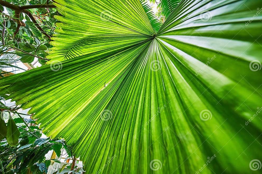 Large Green Leaf Shaped Like a Fan Stock Image - Image of asset, summer ...