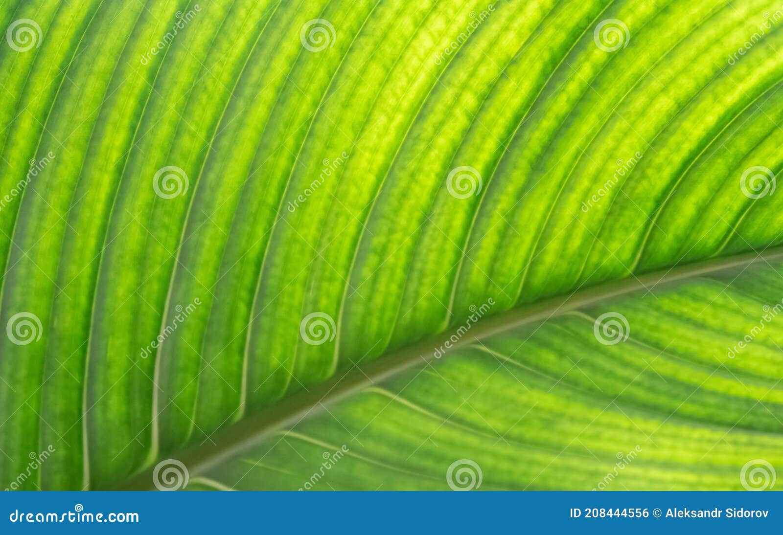Large Green Leaf with a System of Parallel Veins in Transmitted Light ...