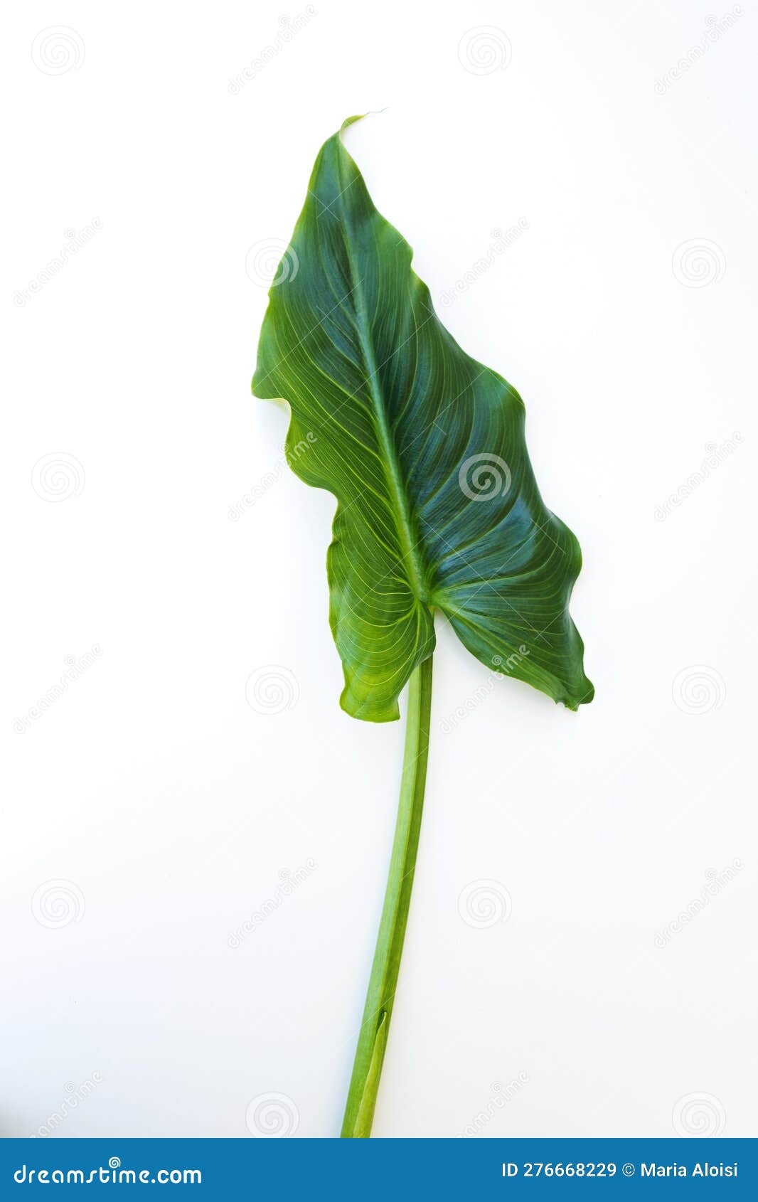 A large green leaf stock image. Image of green, produce - 276668229