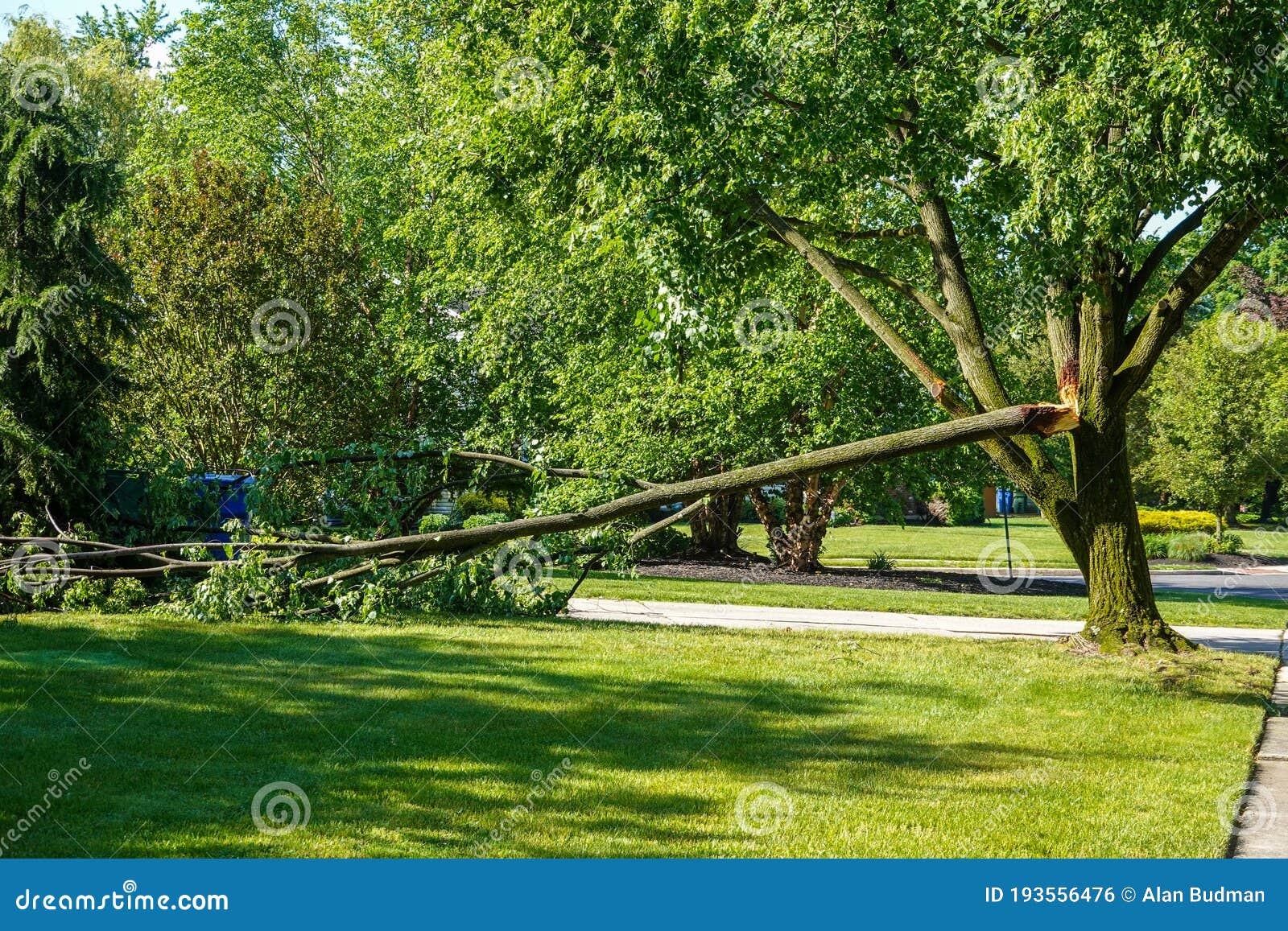 Large Green Leafed Tree with a Cracked Broken Limb Resting on the ...