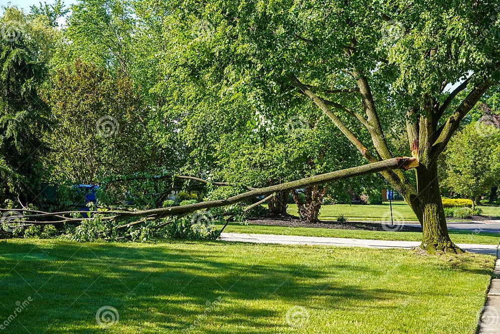 Large Green Leafed Tree with a Cracked Broken Limb Resting on the ...
