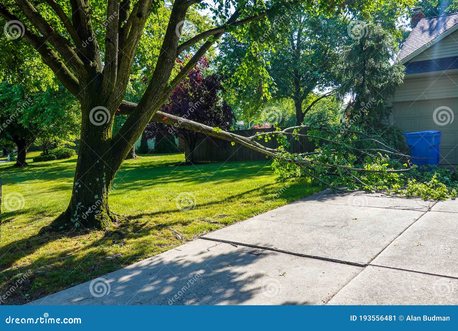 Large Green Leafed Tree with a Cracked Broken Limb Resting on the ...