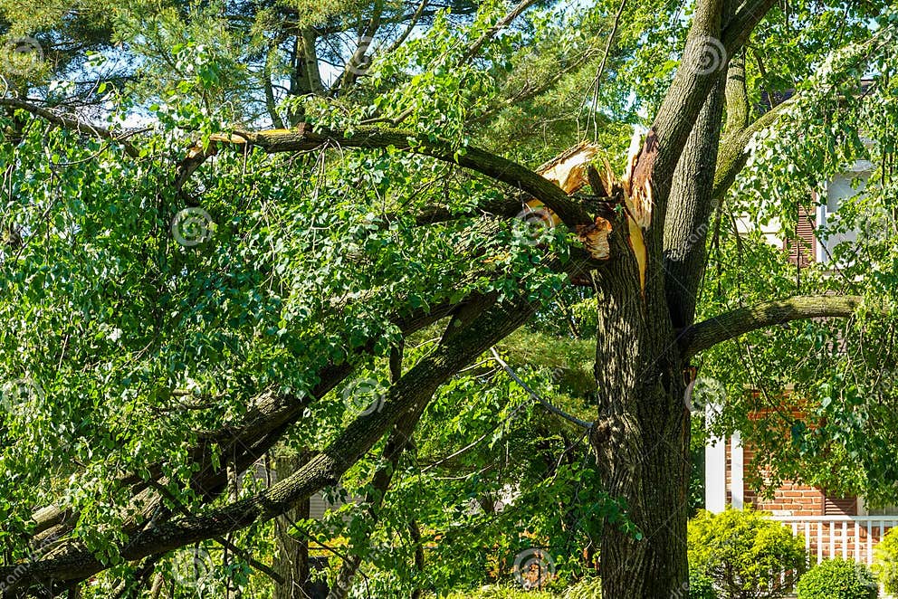 Large Green Leafed Tree with a Cracked Splintered Limb Hanging Down ...