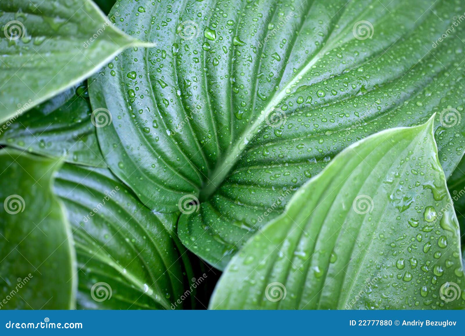 Large green leaves stock photo. Image of droplet, droplets - 22777880