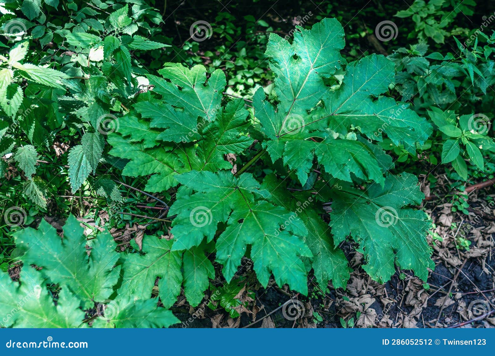Large Green Leaves of the Common Hogweed Heracleum in Forest Stock ...