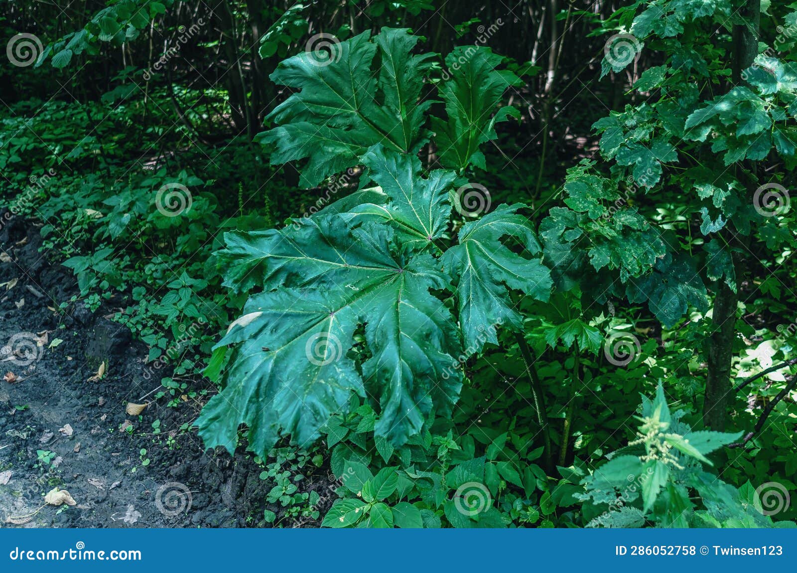 Common Hogweed Flowers, Heracleum Sphondylium, Cow Parsnip, Eltrot ...