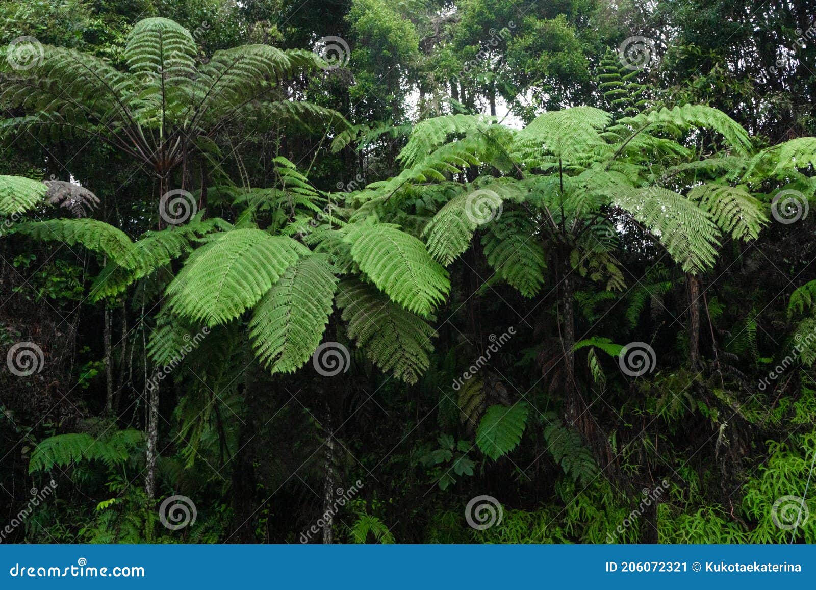 Large Green Leaves of Plants in the Jungle Stock Image - Image of leave ...