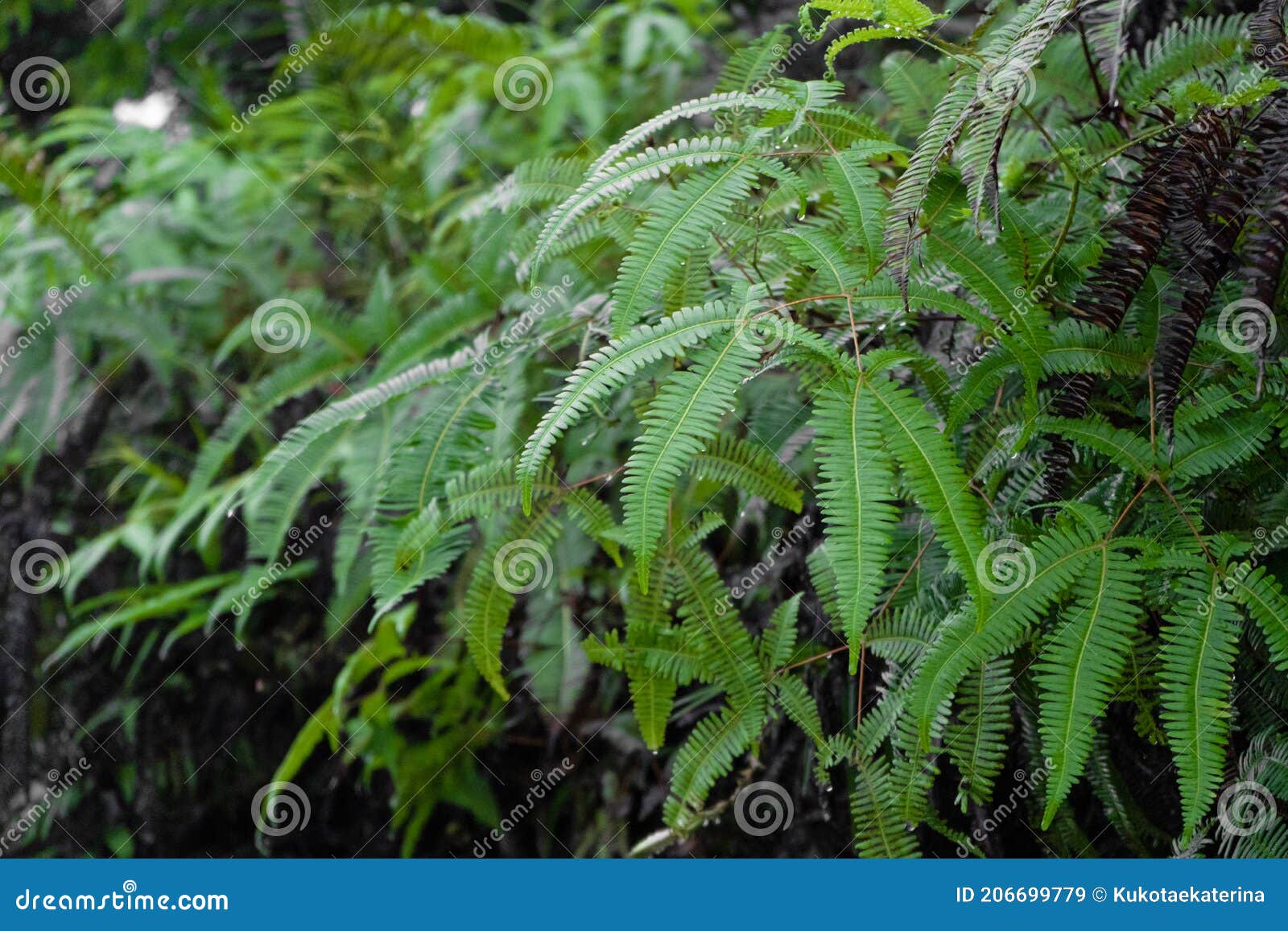 Large Green Leaves of Plants in the Jungle Stock Image - Image of leaf ...