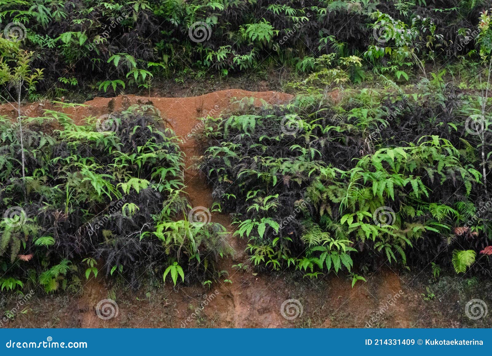 Large Green Leaves of Plants in the Jungle Stock Image - Image of fresh ...