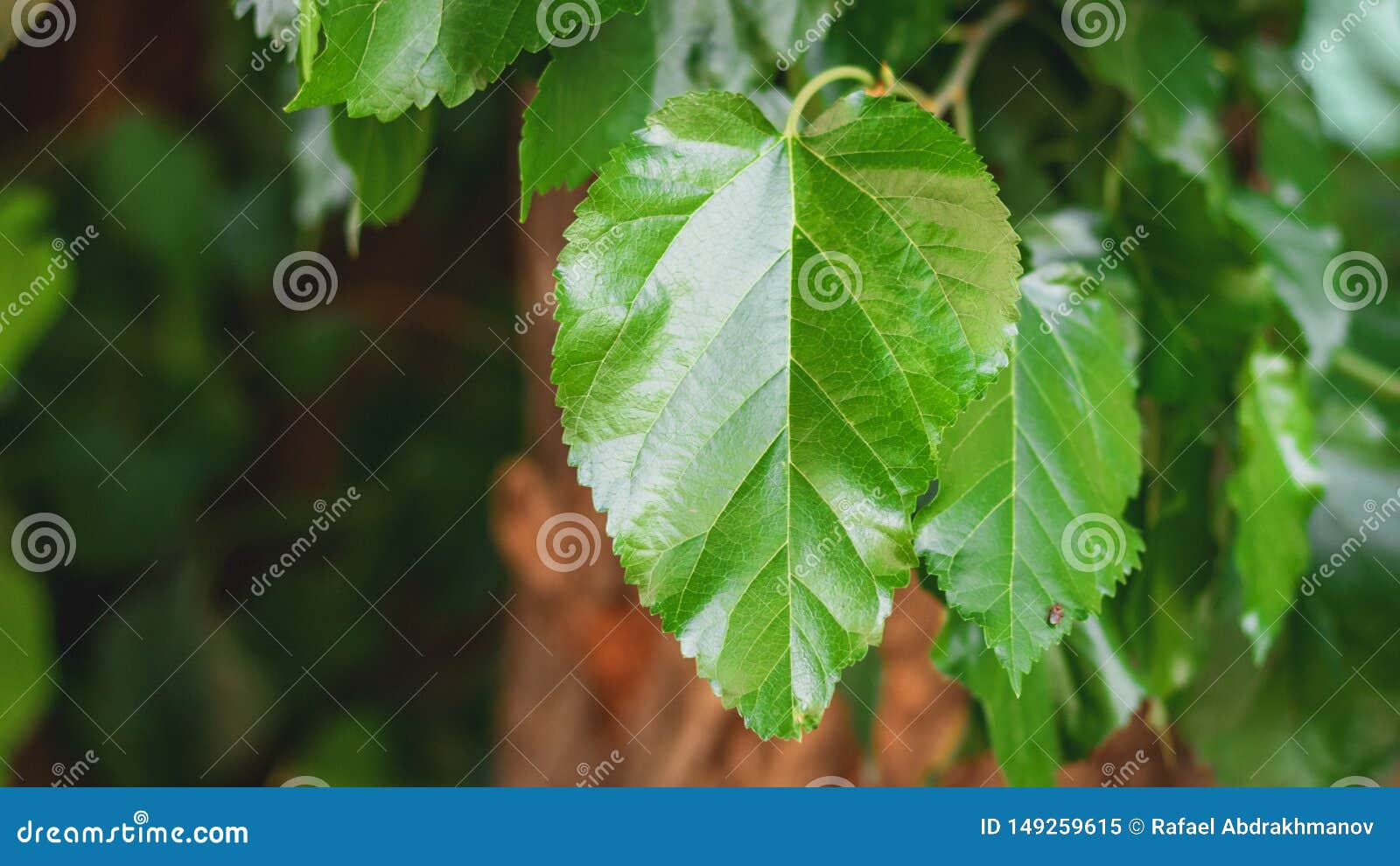 Large Green Leaves of a Tree. Canoe Birch Tree Stock Image - Image of ...