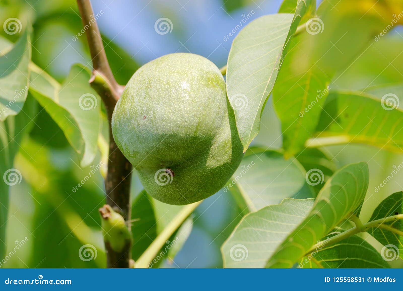 Large Green Lime on Tree stock image. Image of lime - 125558531