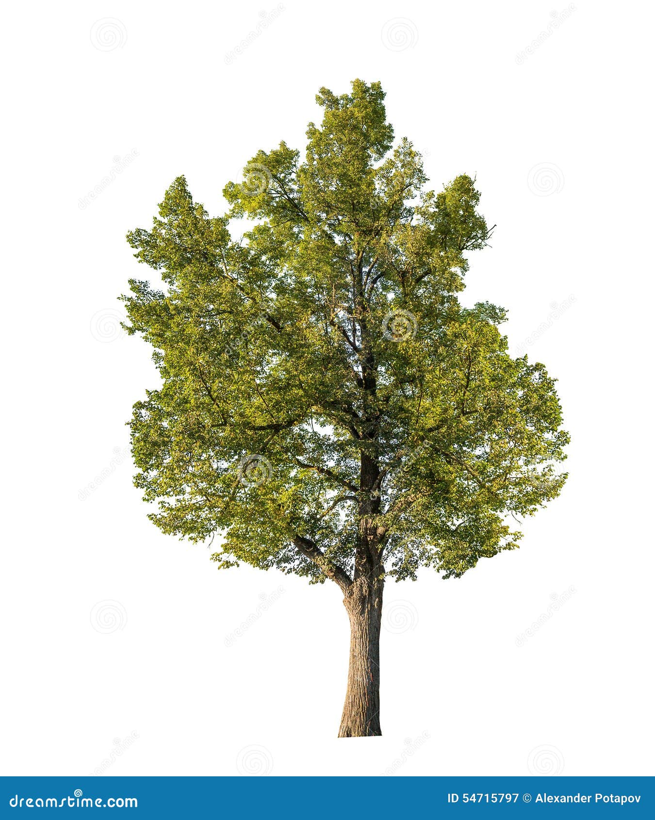 Large Green Linden Tree on White Stock Image - Image of plant, autumn ...