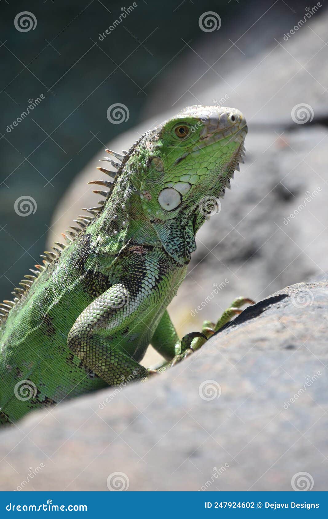 Large Green Lizard on a Big Rock Stock Photo - Image of profile ...