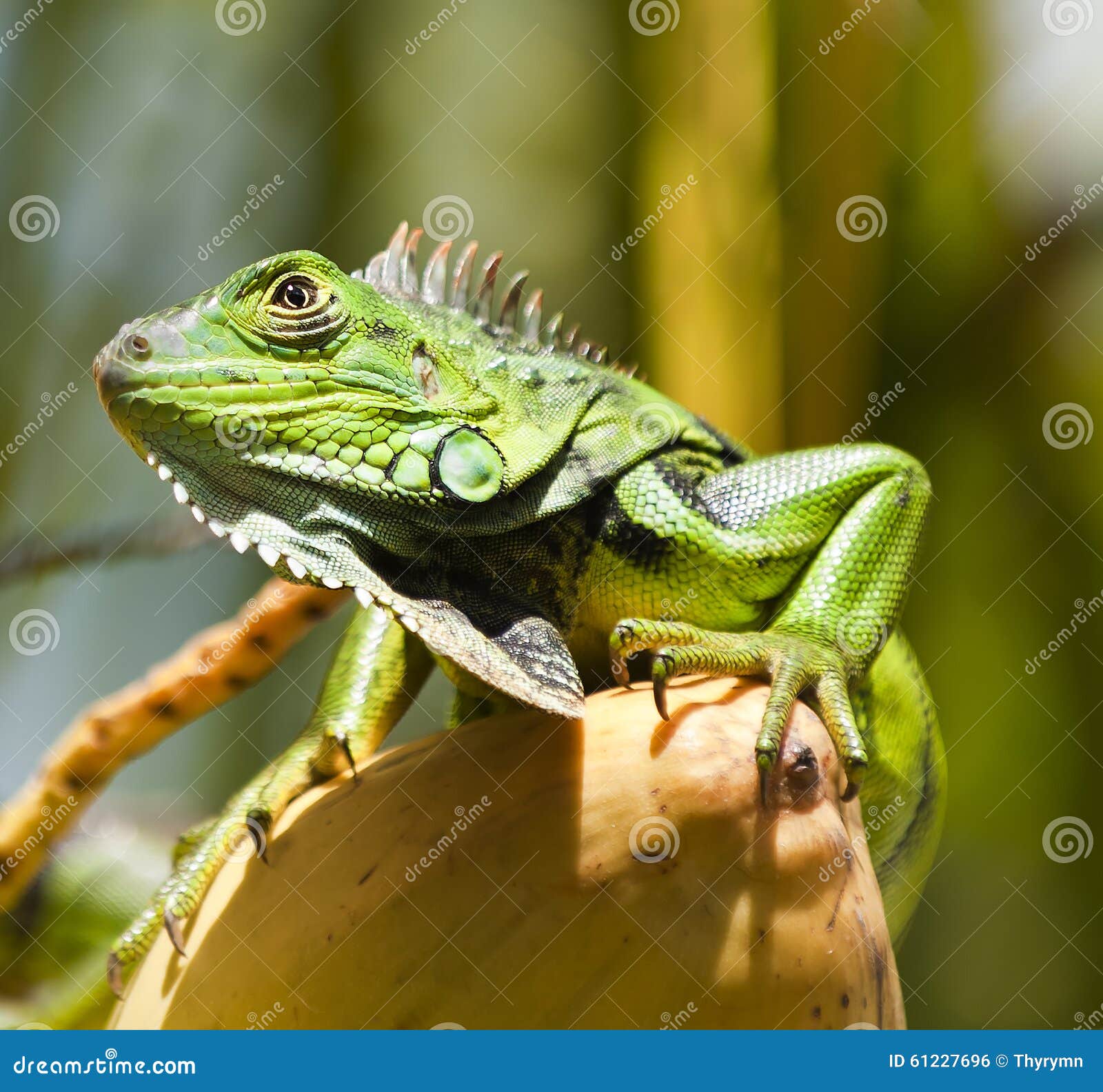 Large Green Lizard (Iguana Iguana) Stock Photo - Image of dragon ...