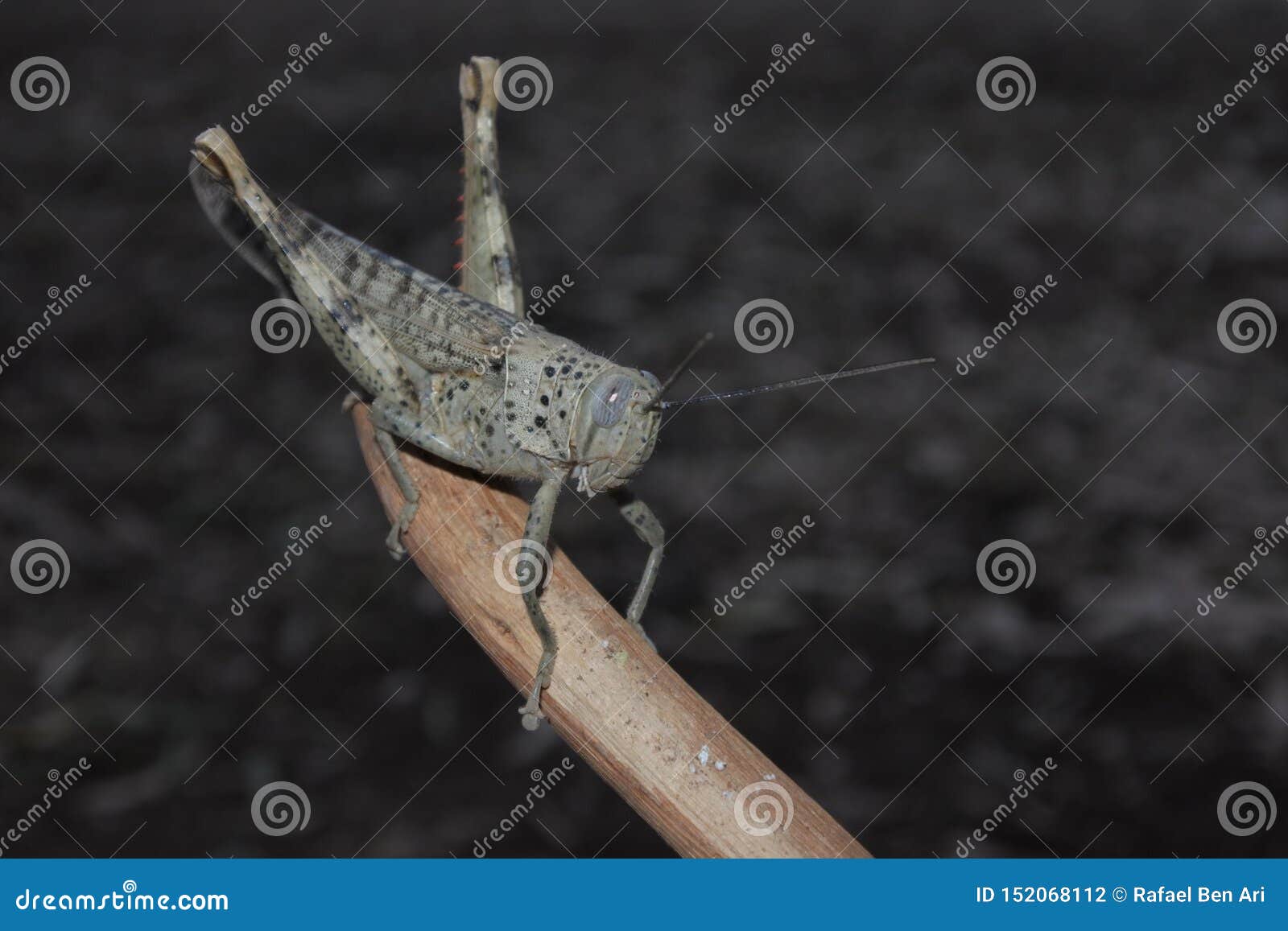Large Green Locust Insect Close Up Stock Photo - Image of summer, space ...
