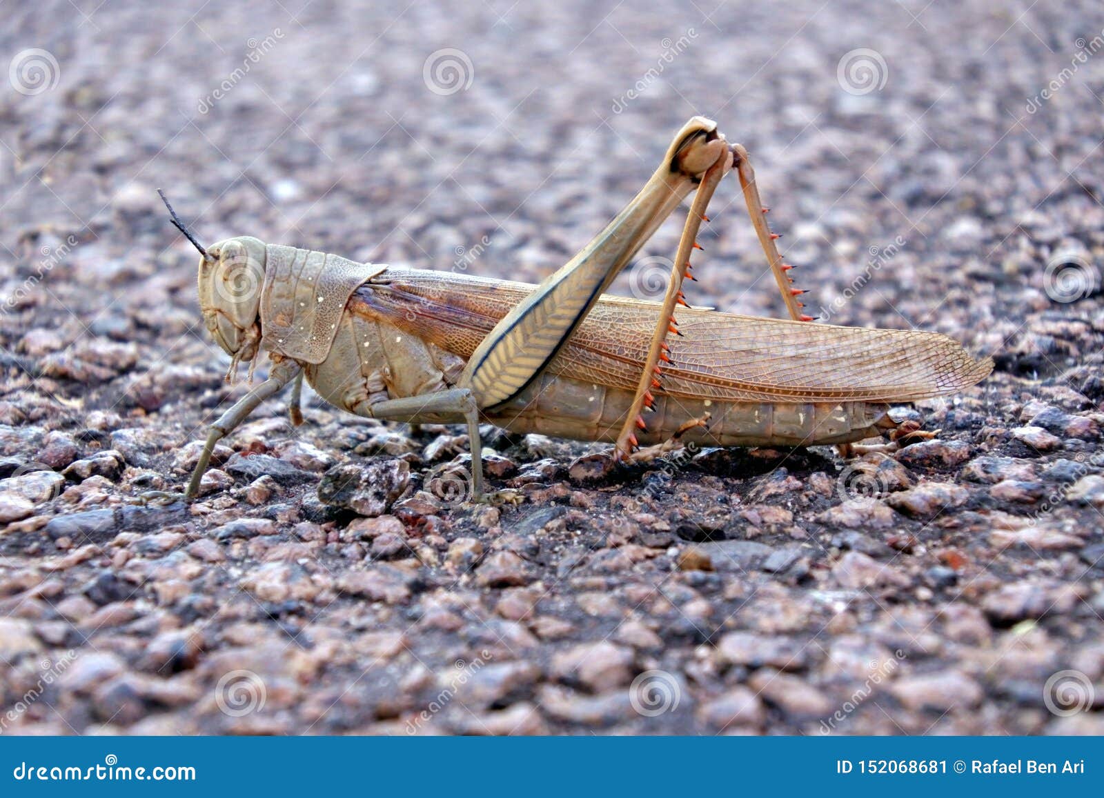 Green Locust Royalty-Free Stock Photography | CartoonDealer.com #25159769