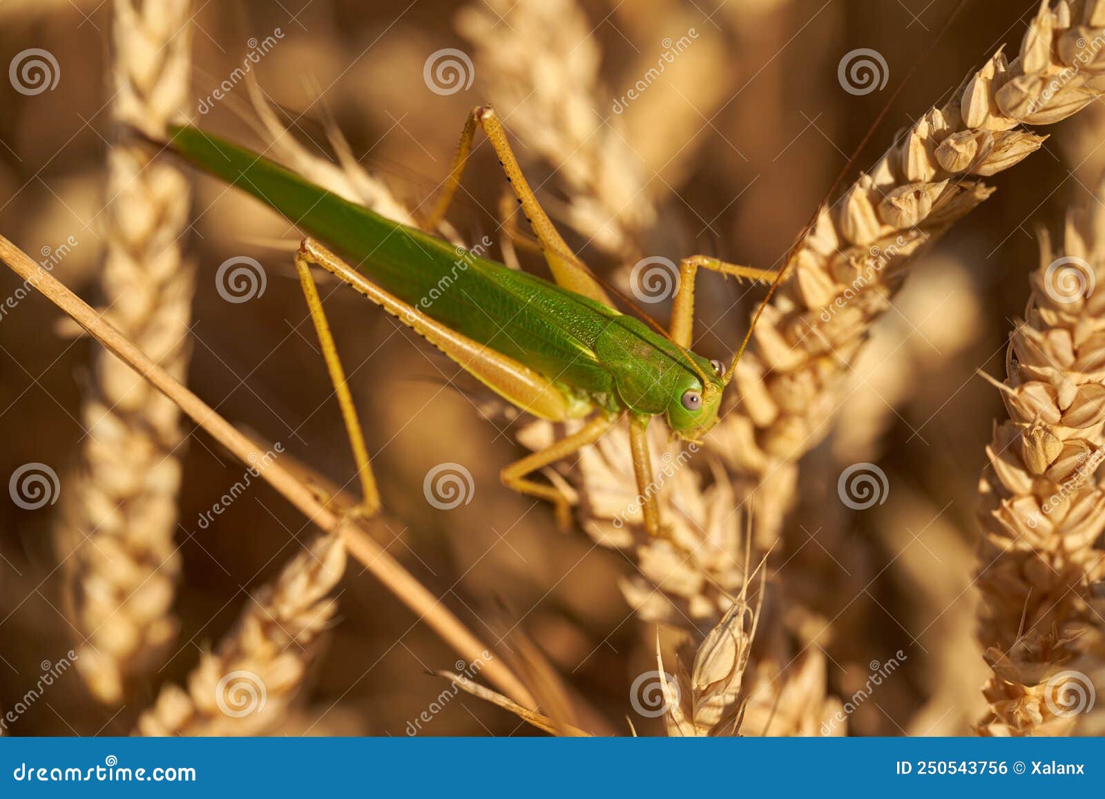 Large Green Locust on Wheat Stock Photo - Image of grass, locust: 250543756