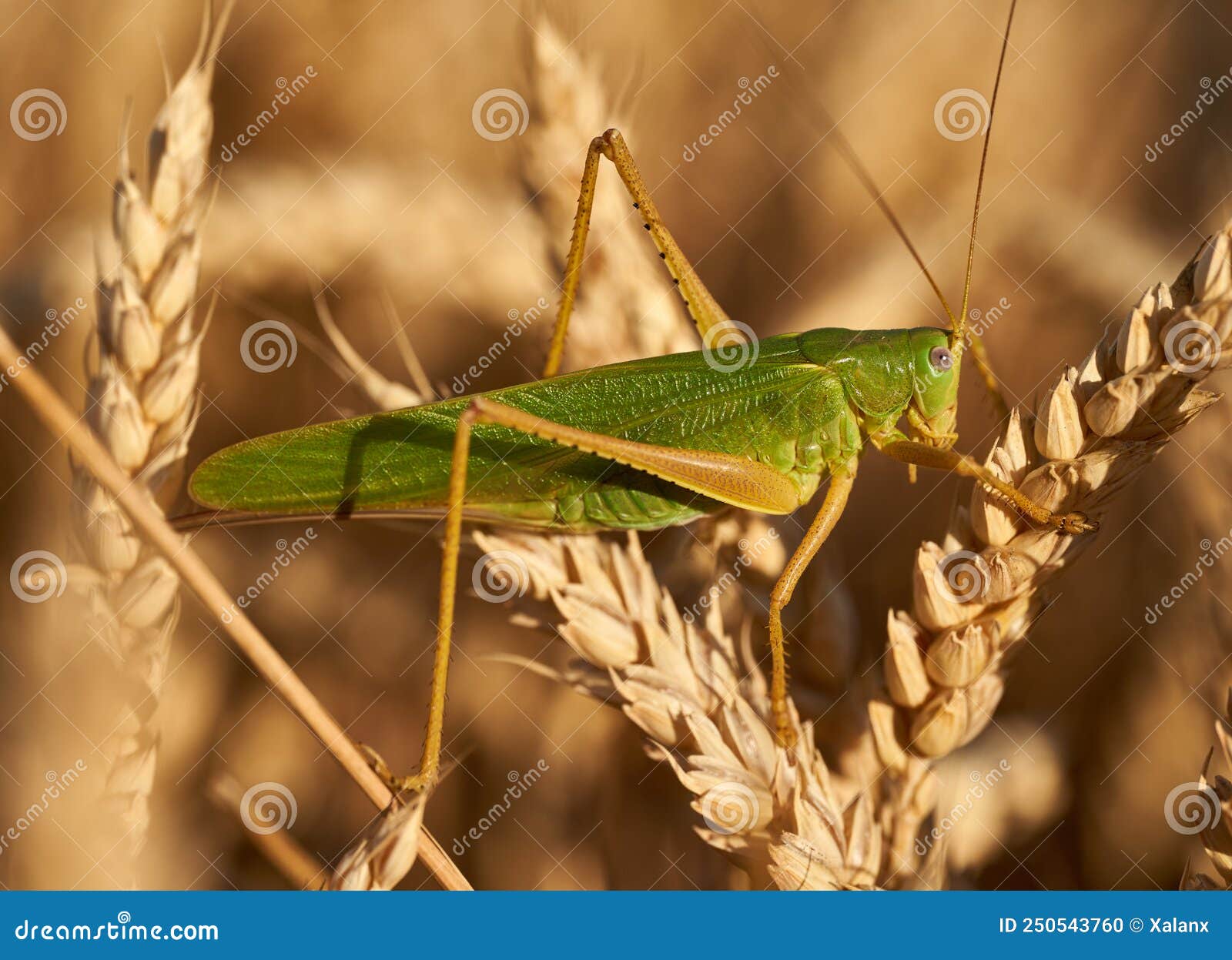 Large Green Locust on Wheat Stock Photo - Image of pest, field: 250543760
