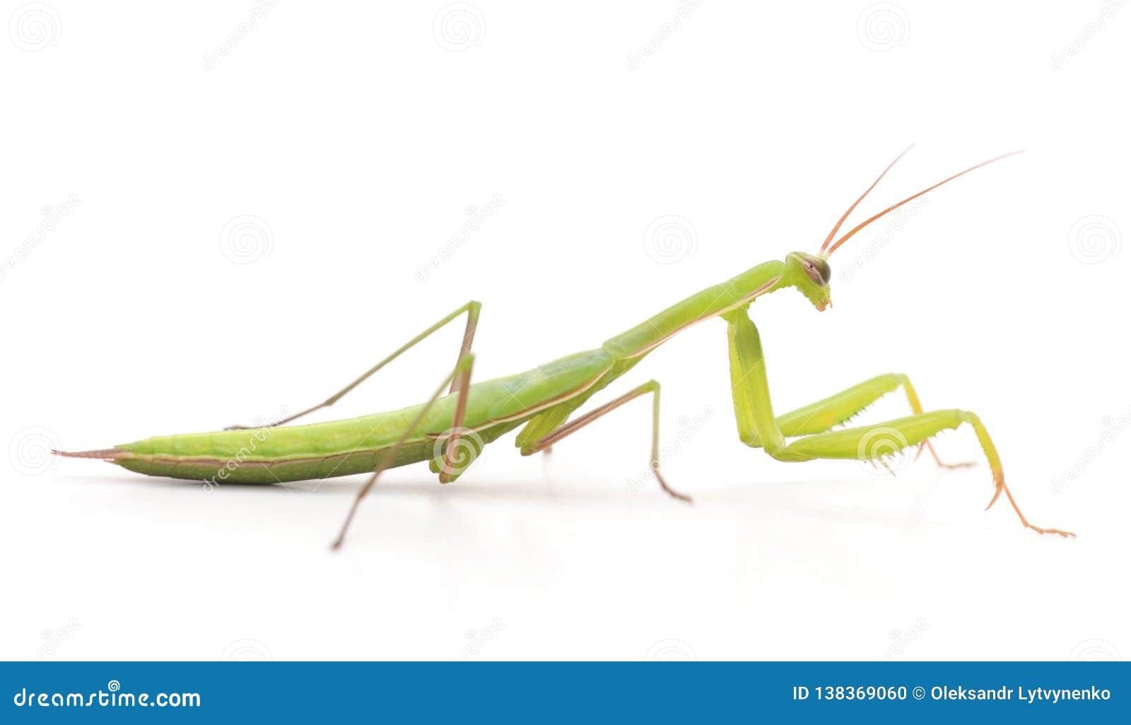 Large green mantis stock photo. Image of small, praying - 138369060