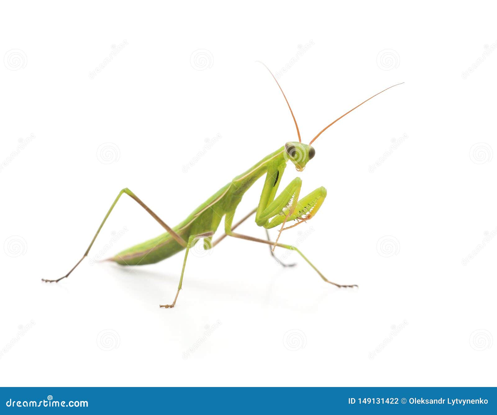 Large green mantis stock photo. Image of attention, mustache - 149131422