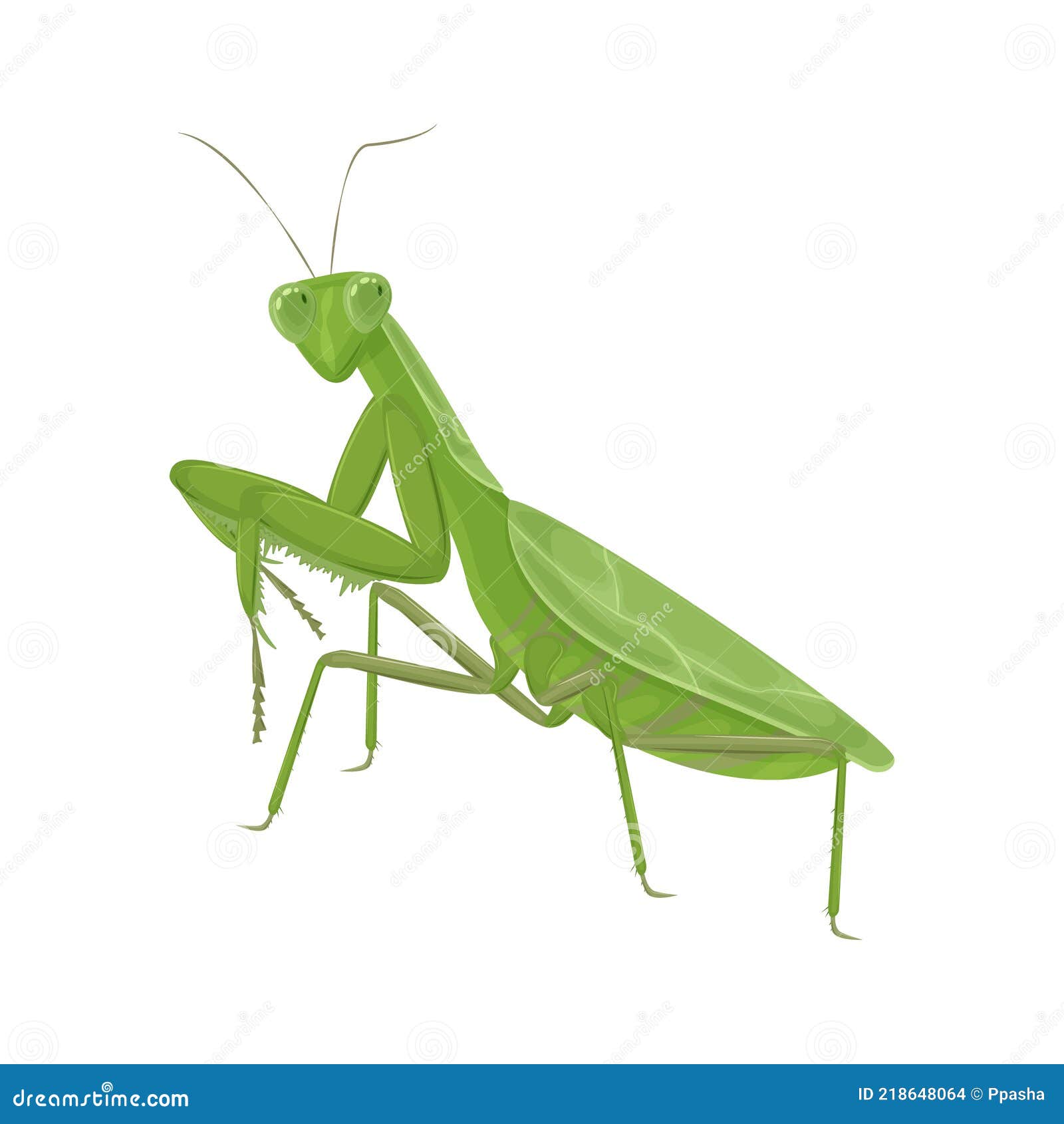 A Large Green Mantis. a Green Insect. Vector Illustration Isolated on ...
