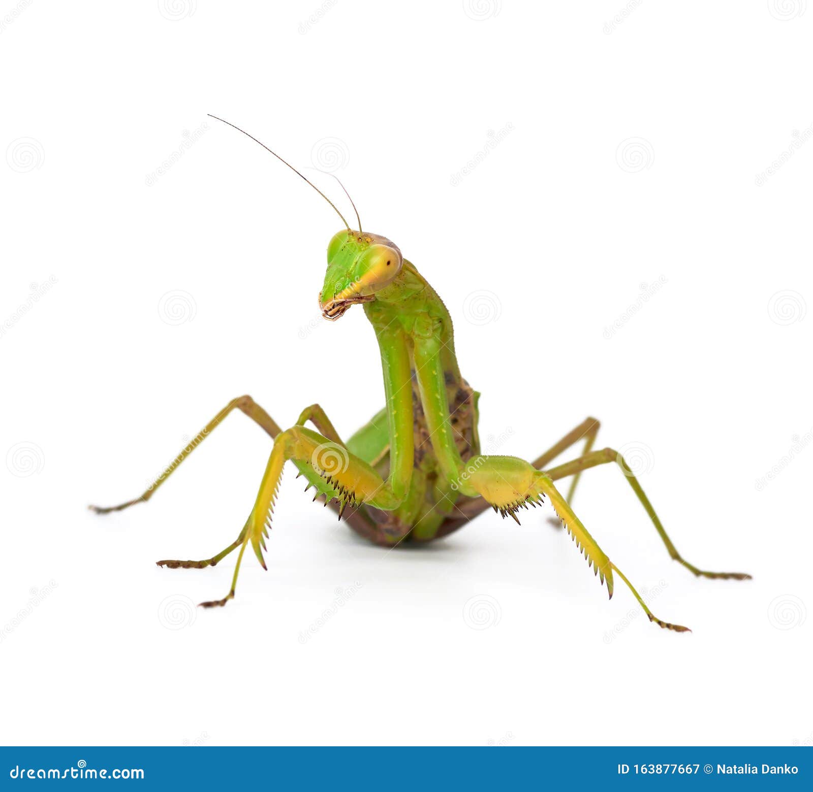 Large Green Mantis on a White Background Looks at the Camera Stock ...