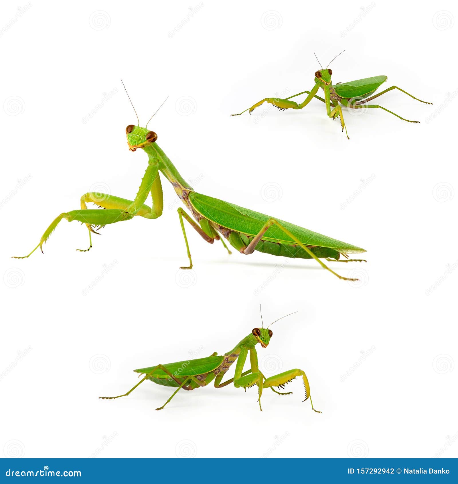 Large Green Mantis on a White Background Looks at the Camera Stock ...