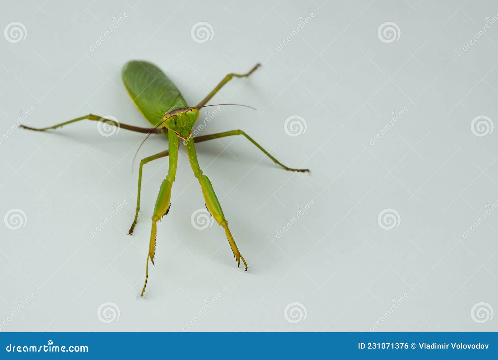 A Large Green Mantis on a White Background. Selective Focus Stock Photo ...