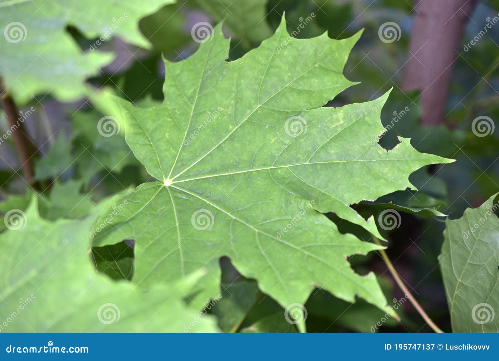Large Green Maple Leaves in the Garden in Summer Stock Image - Image of ...