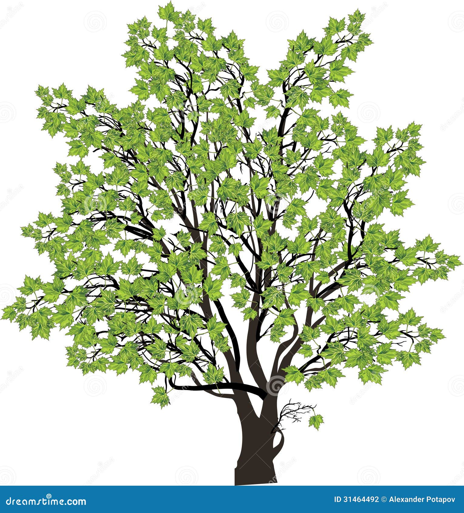 Large Green Maple Tree Isolated on White Stock Vector - Illustration of ...