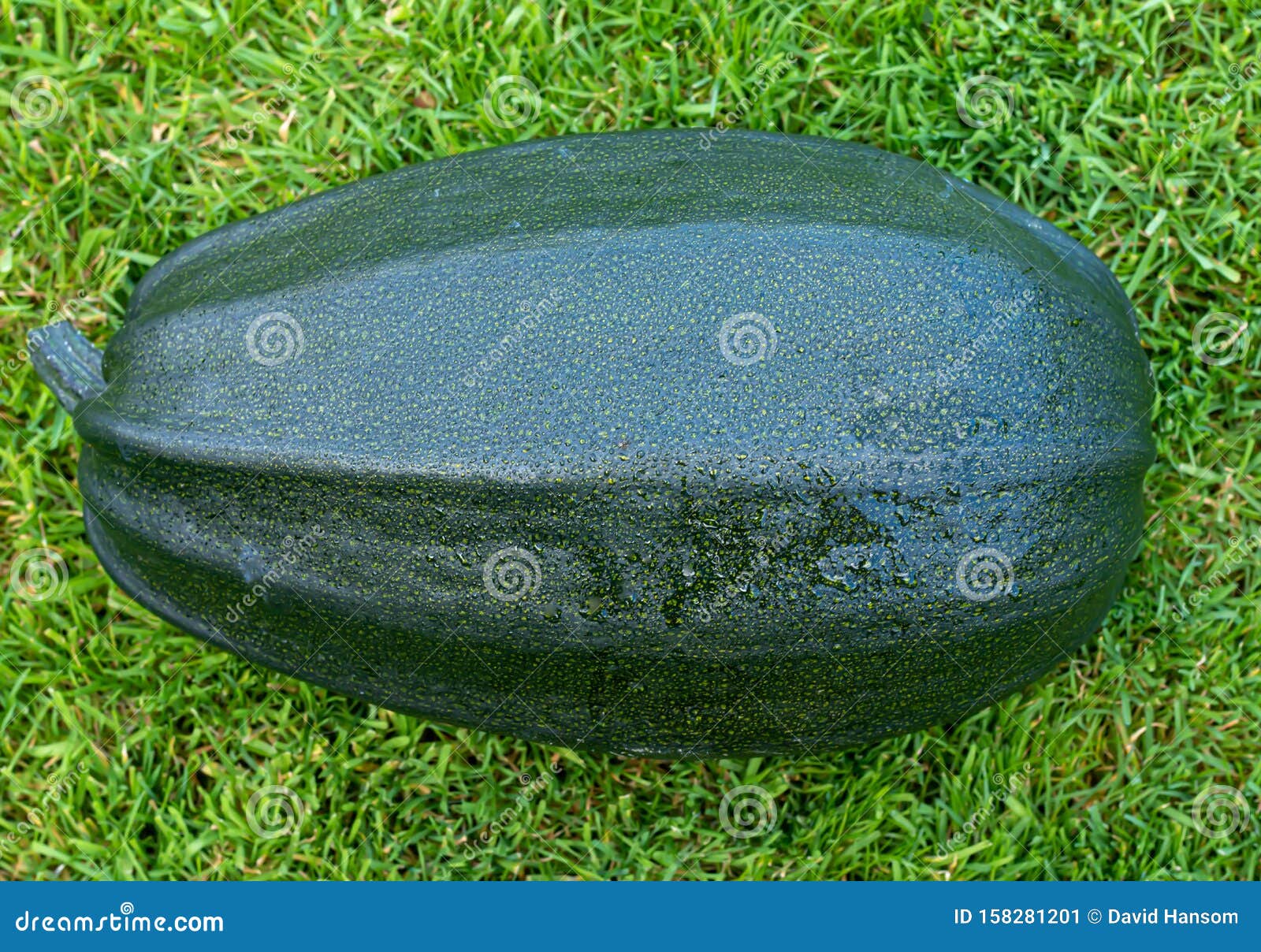 Large Green Marrow on Grass Stock Image - Image of fresh, vegetable ...
